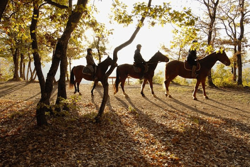 Promenade en Forêt — Manège des Platanes